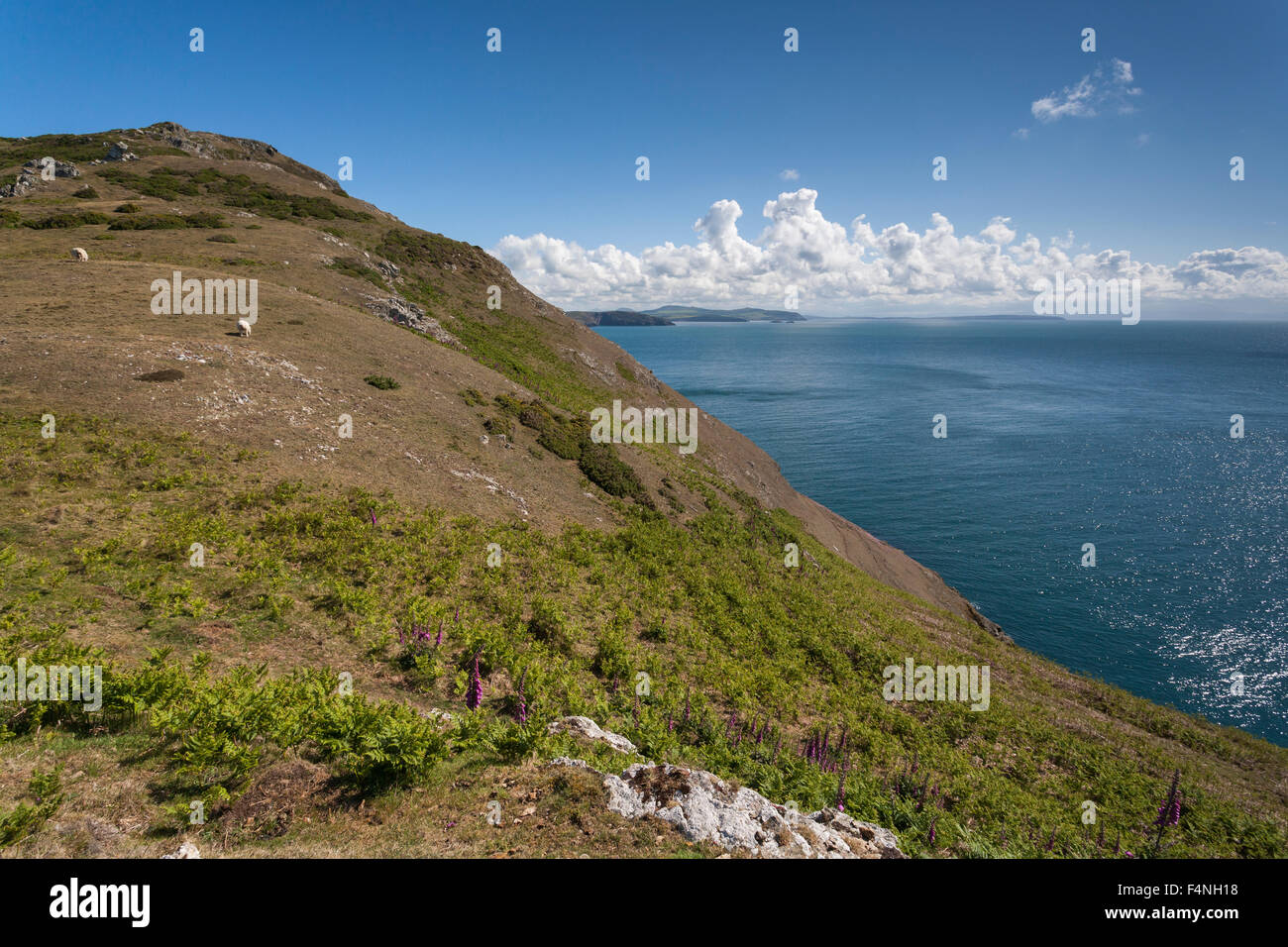 Landscape view of Bardsey Island, coastline and skyline, Bardsey Island ...