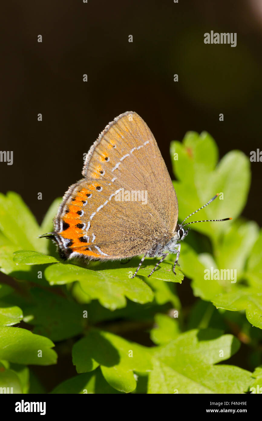 Satyrium pruni hi-res stock photography and images - Alamy