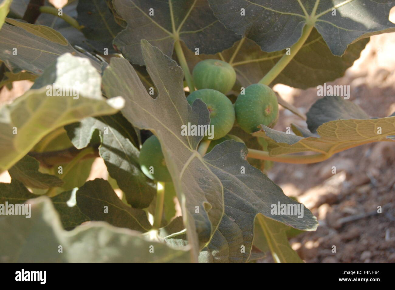 Fig tree in Jordan Stock Photo - Alamy