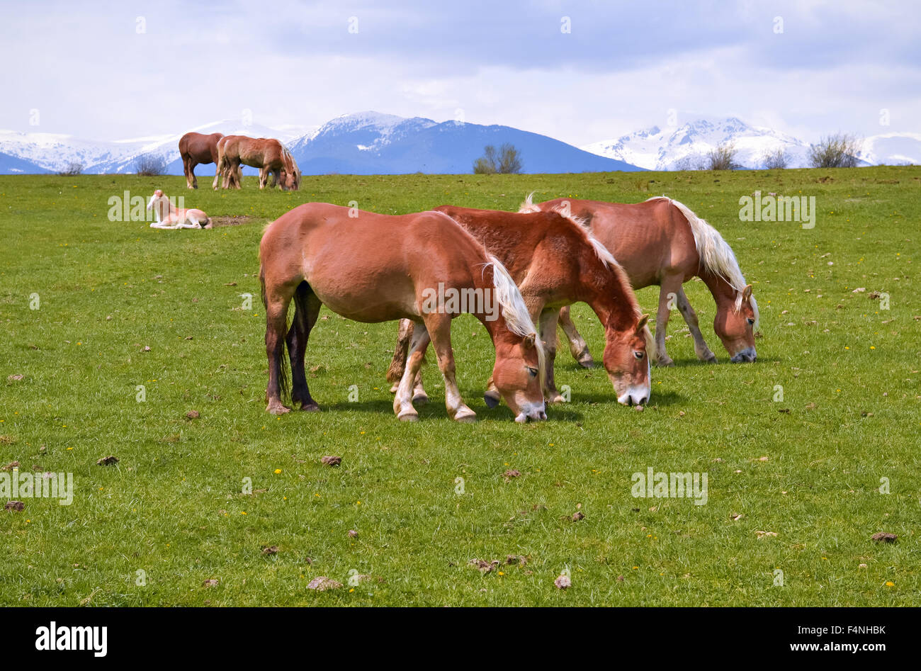 Three horses on the pasture in beautiful spring day Stock Photo - Alamy