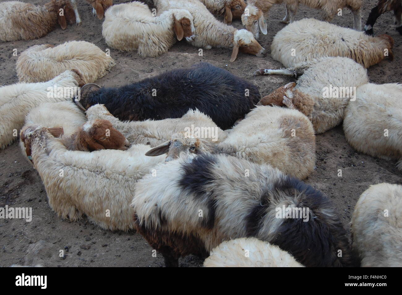 Sheep in Salt, Jordan Stock Photo - Alamy