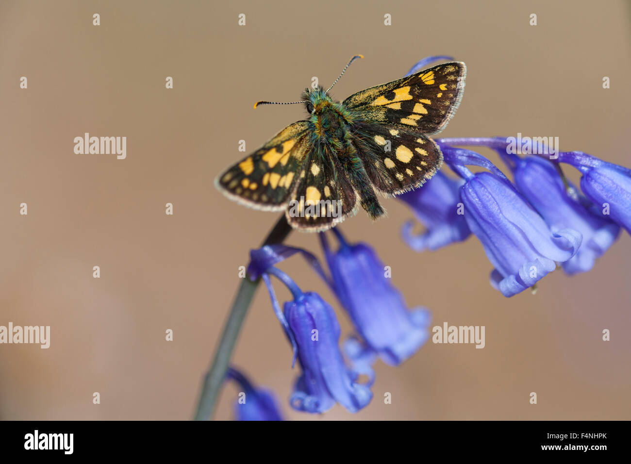 Chequered skipper butterflies hi-res stock photography and images - Alamy