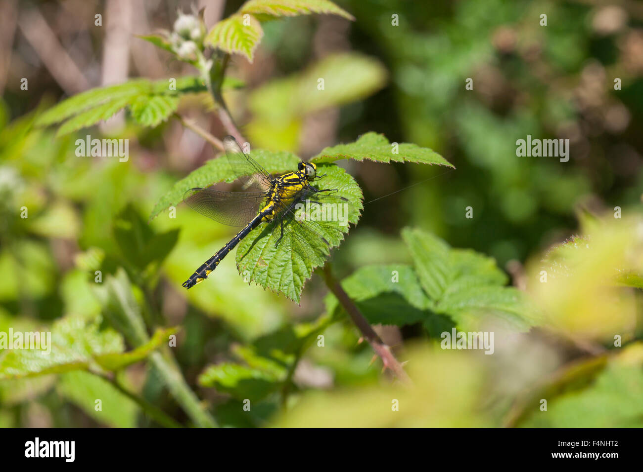 Club-tailed dragonfly Gomphus vulgatissimus, adult, perched and basking ...