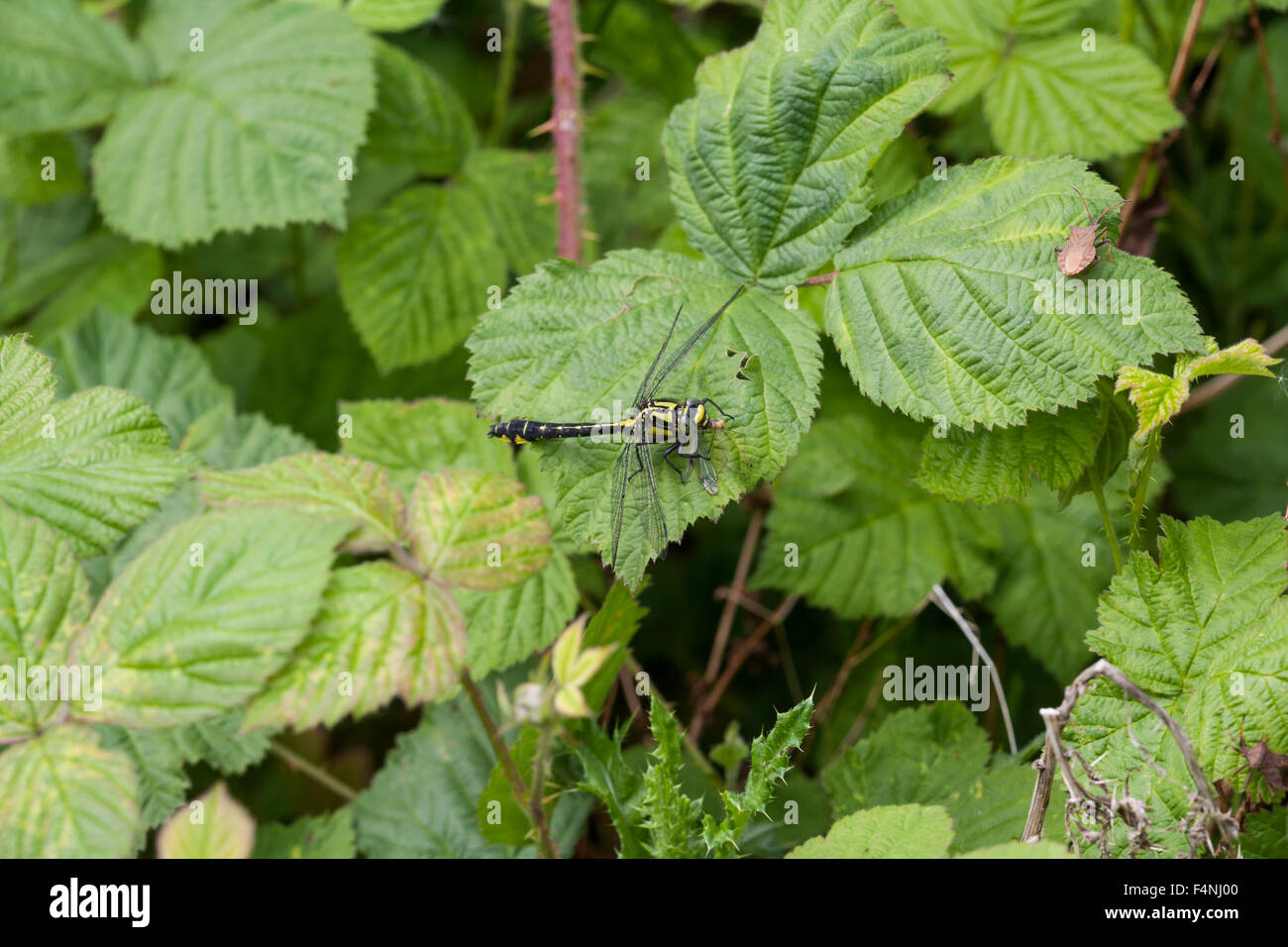 Club-tailed dragonfly Gomphus vulgatissimus, adult, perched and basking ...