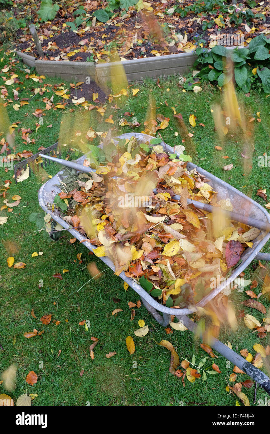 Autumn gathering falling autumnal leaves in a garden wheelbarrow UK ...