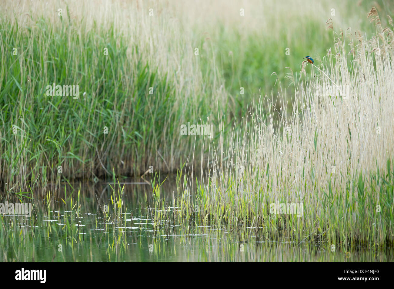 Kingfisher in reed bed hi-res stock photography and images - Alamy