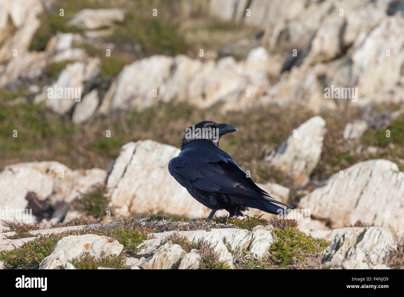 Common raven Corvus corax, adult, calling from rocky clifftop, South ...