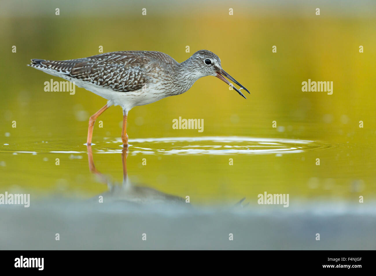 Common redshank Tringa totanus, juvenile, foraging on migration ...