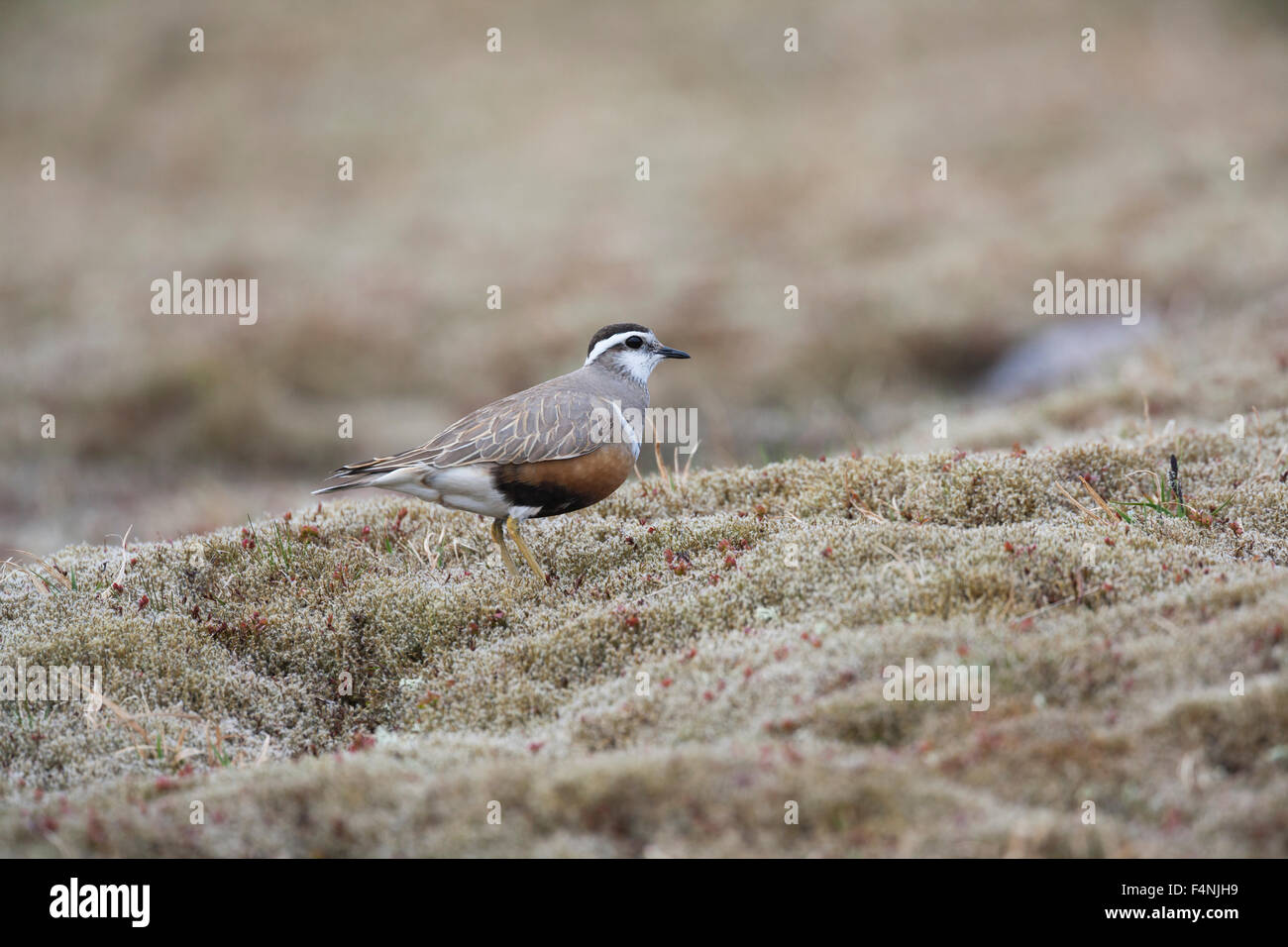Dotterel uk hi-res stock photography and images - Alamy