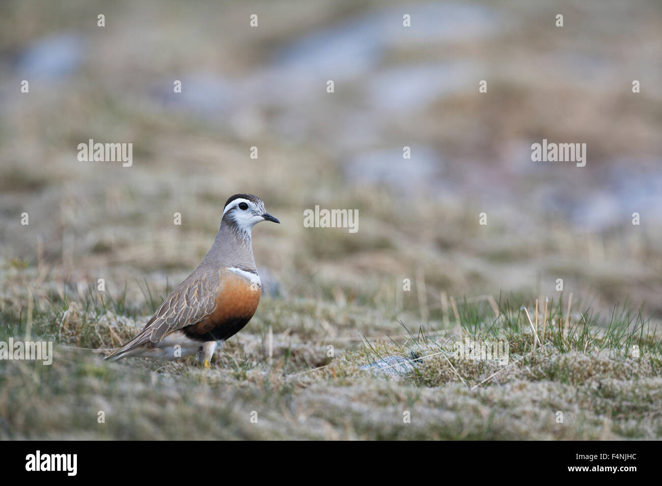 Dotterel uk hi-res stock photography and images - Alamy
