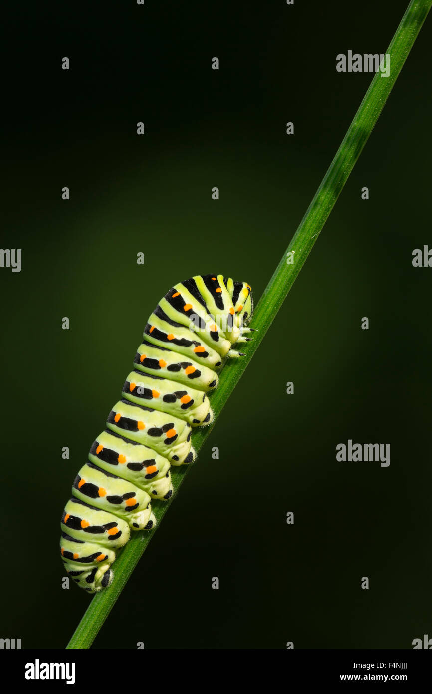 Swallowtail Papilio machaon, larva, crawling along food plant with 'sad ...