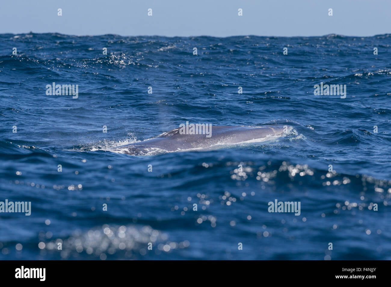 Fin whale balaenoptera physalus hi-res stock photography and images - Alamy