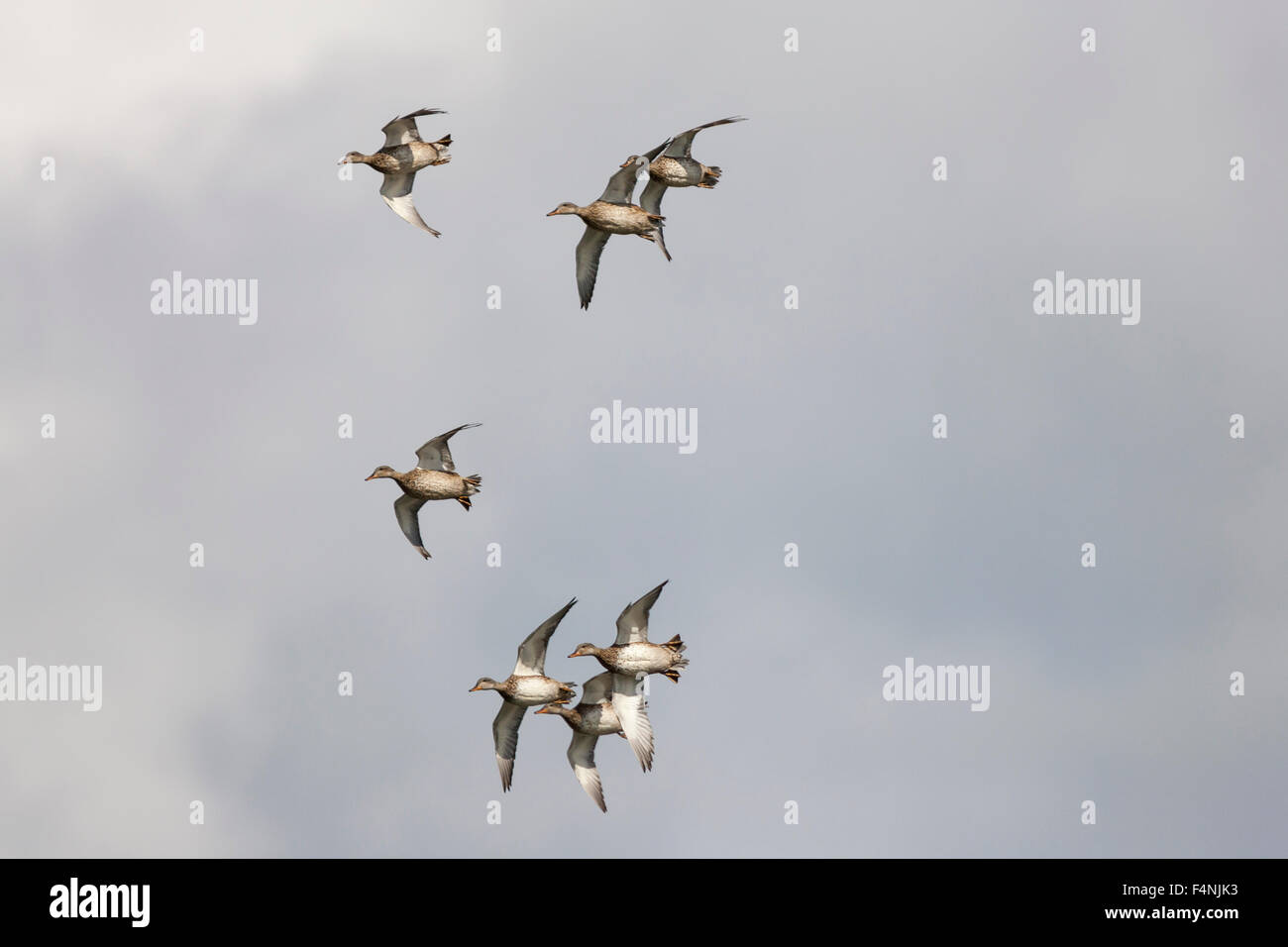 Gadwall Anas strepera, flock, in flight over Grimley Gravel Pits ...
