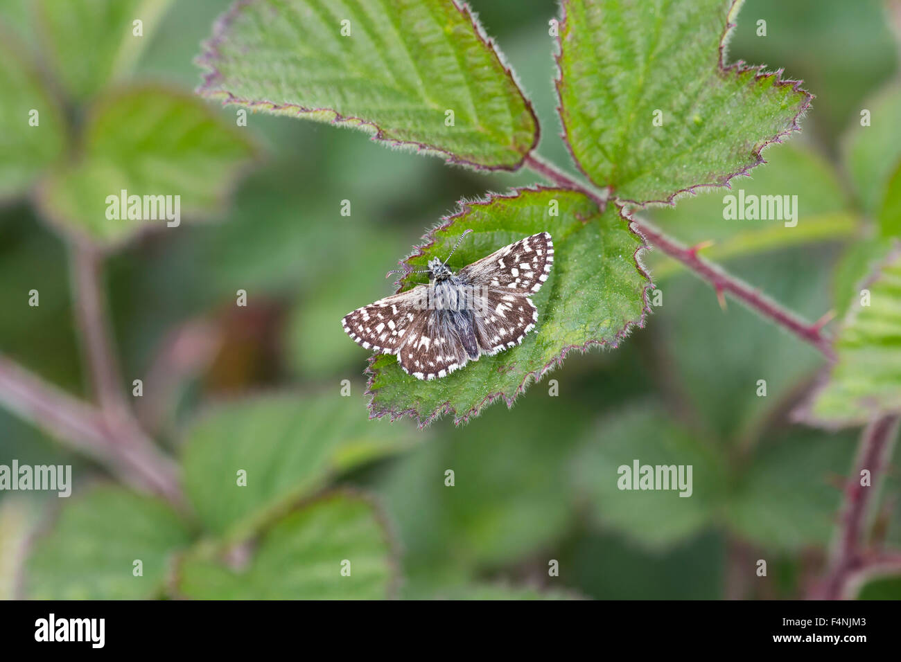 Grizzled Skipper Pyrgus malvae, imago, basking on bramble twig ...
