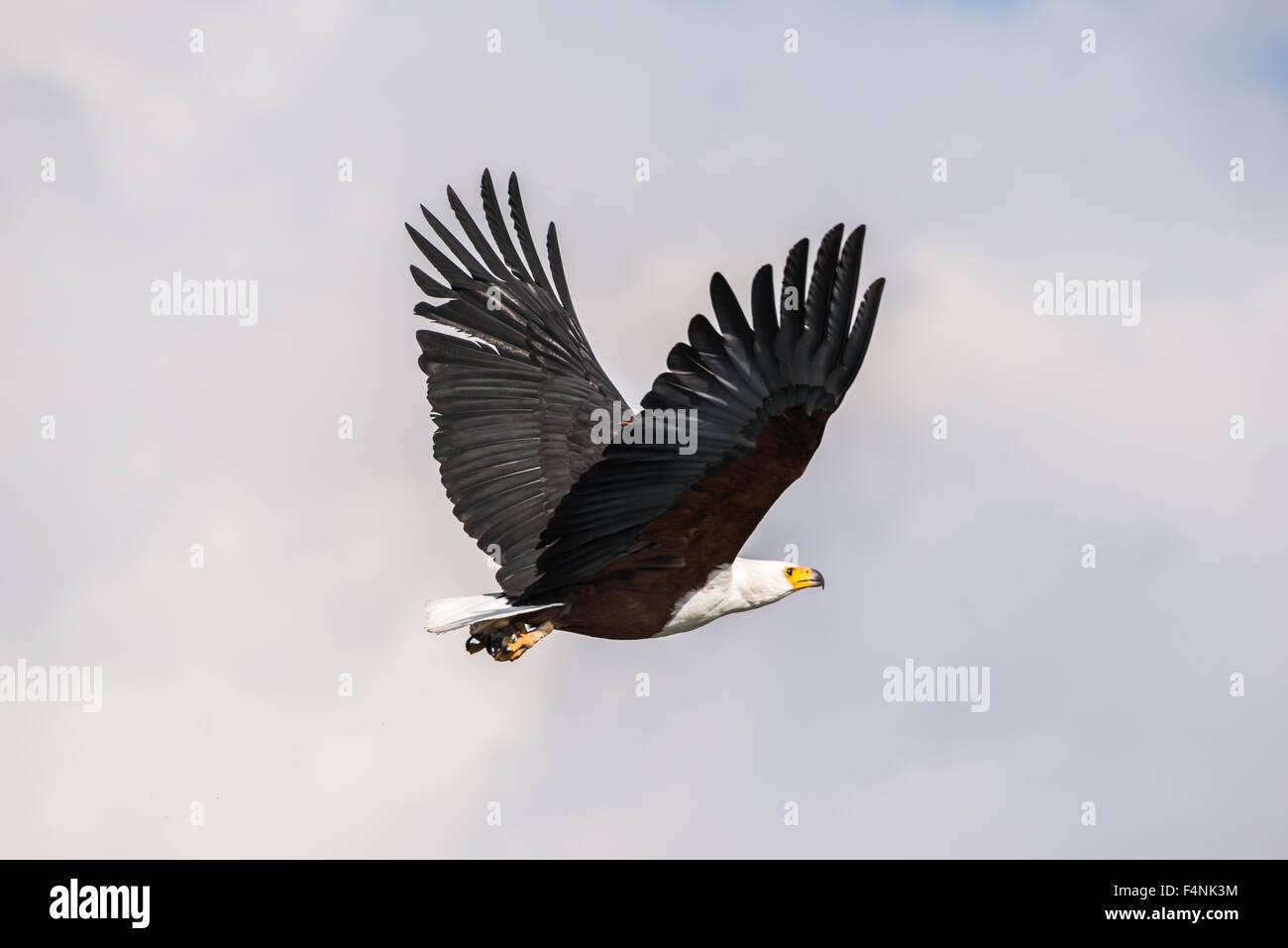 African fish eagle flying with wings raised Stock Photo - Alamy
