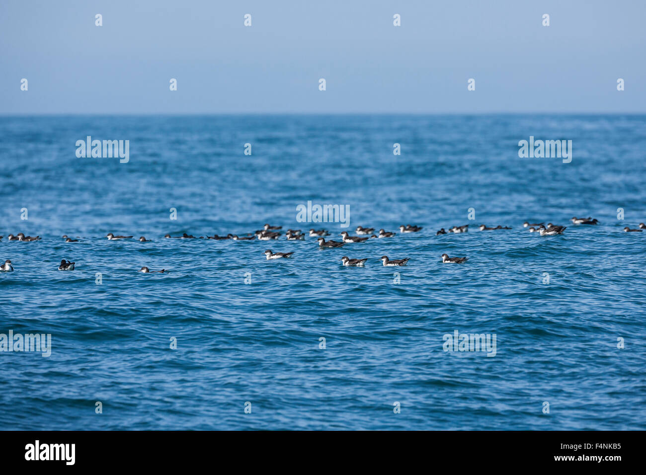 Bardsey island manx hi-res stock photography and images - Alamy