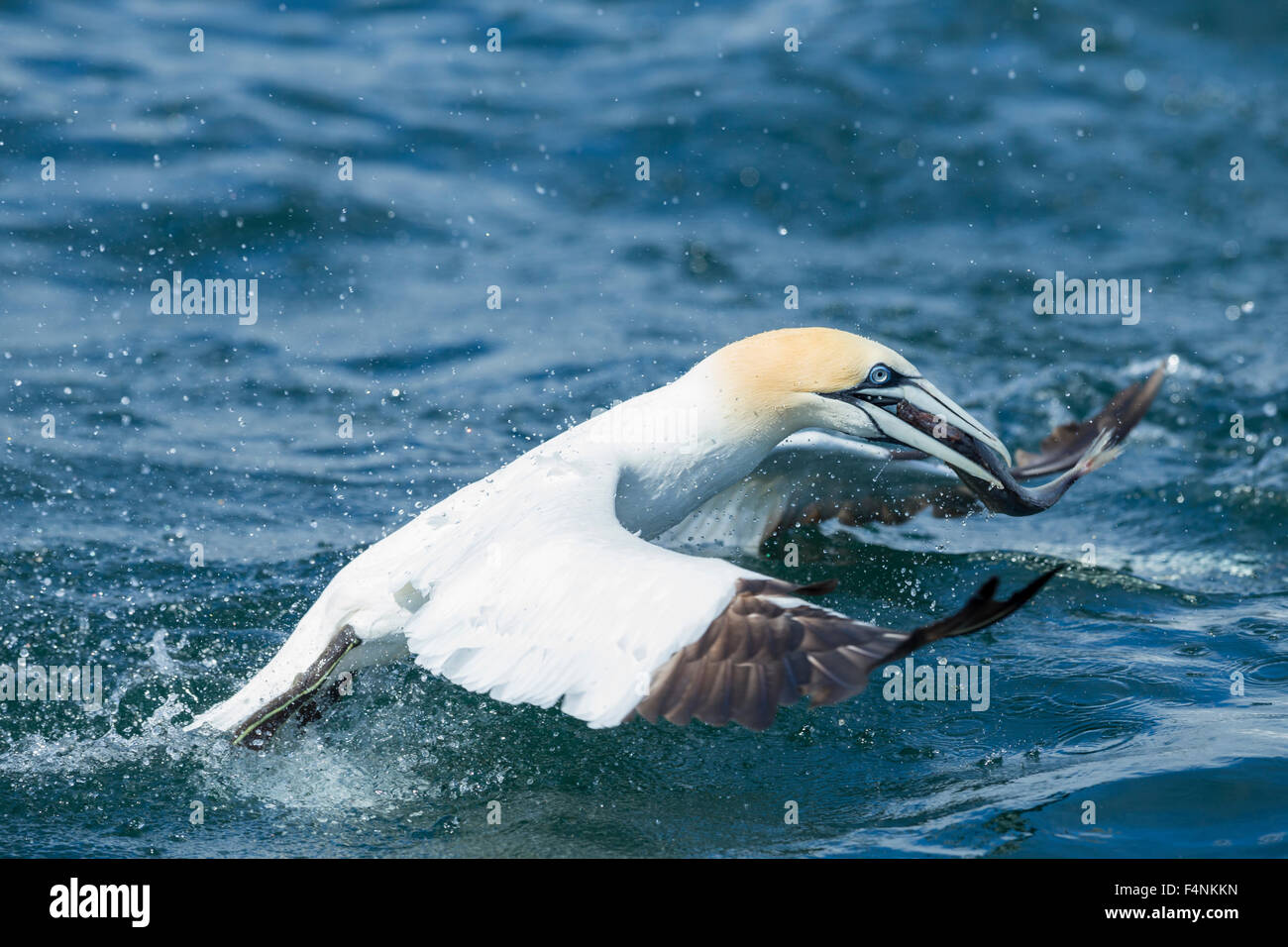 Gannet catching fish hi-res stock photography and images - Alamy