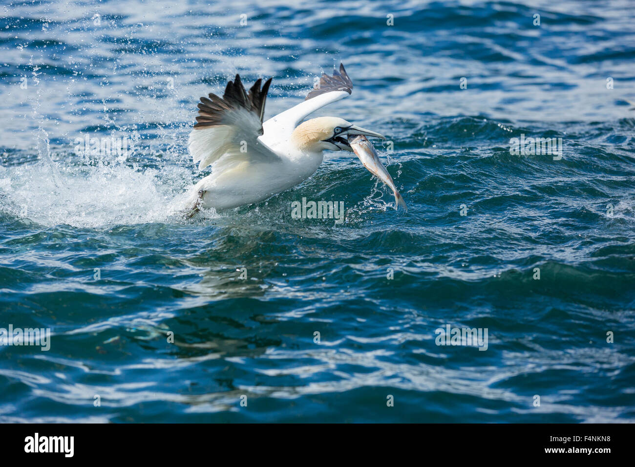 Gannet catching fish hi-res stock photography and images - Alamy