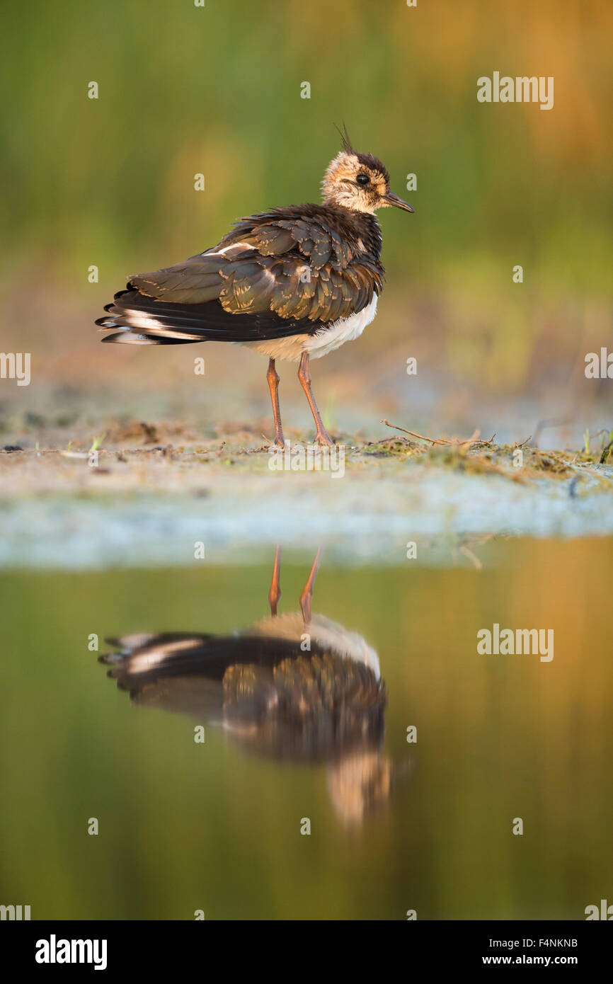 Lapwing vanellus feathers hi-res stock photography and images - Alamy