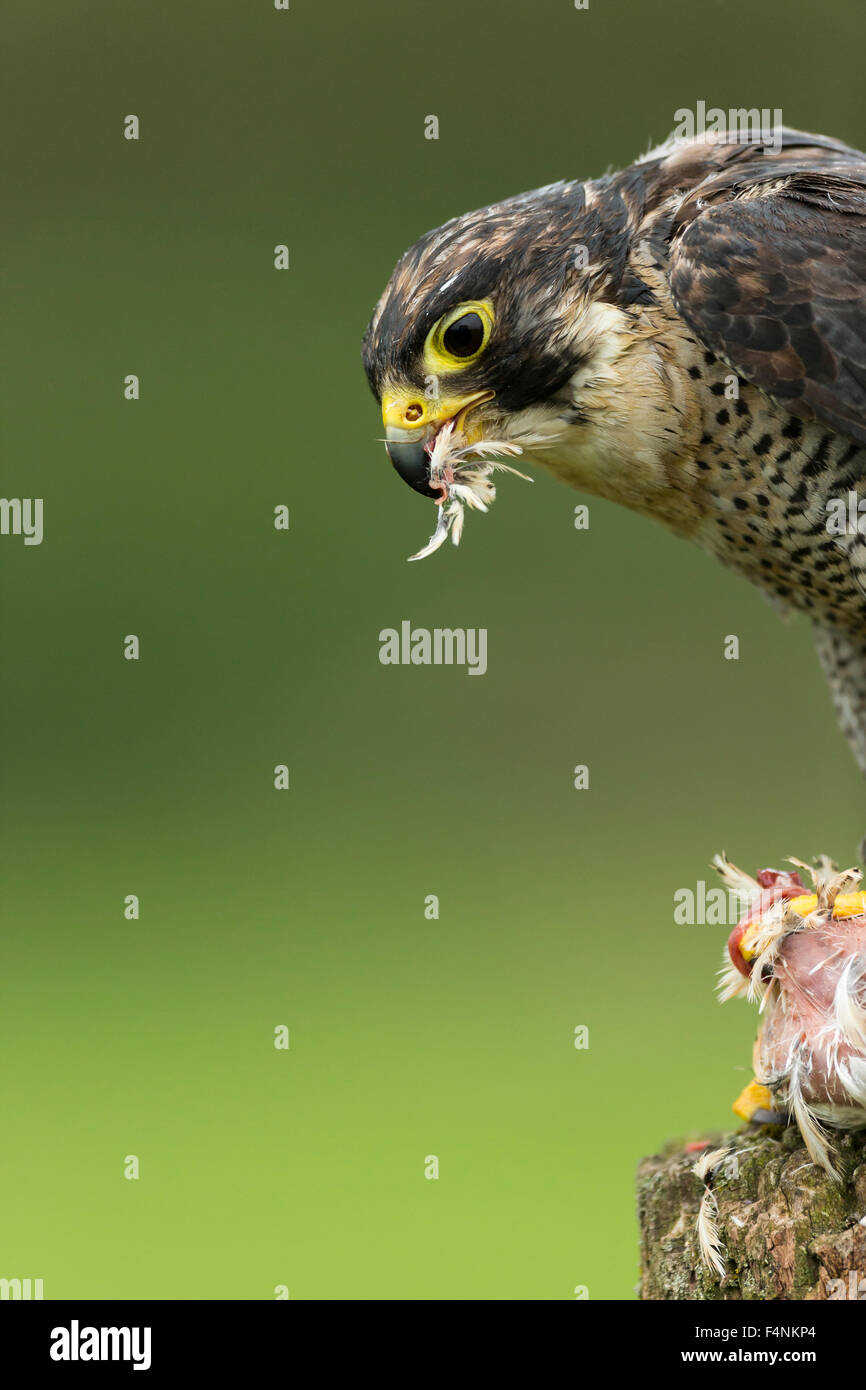 Peregrine falcon Falco peregrinus (captive), juvenile, eating Common ...