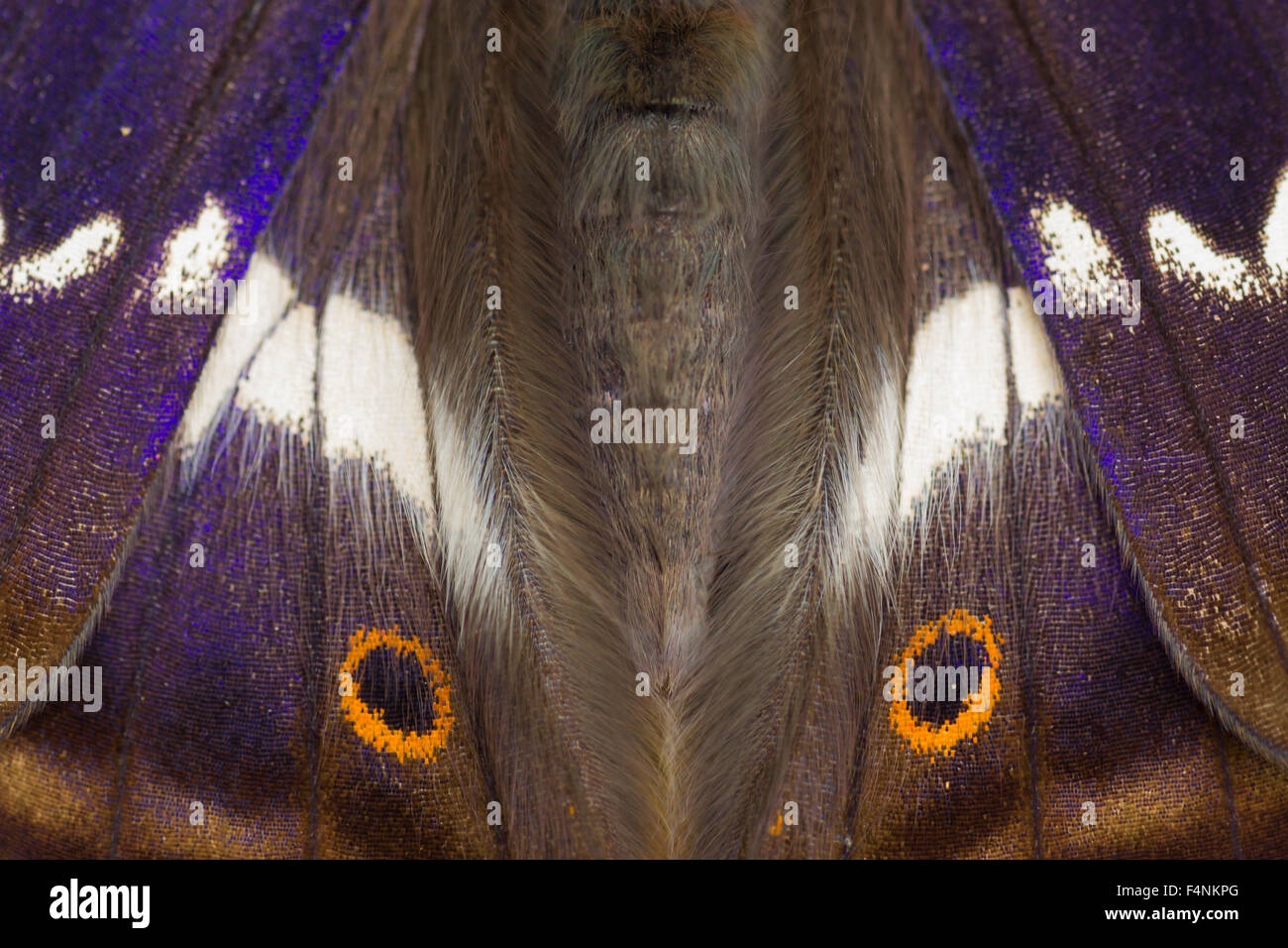 Purple Emperor Apatura iris close-up dorsal view of adult at Bernwood ...