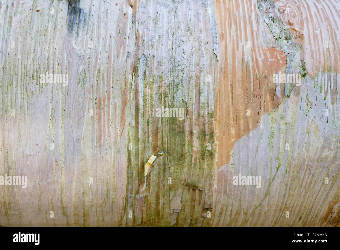 Bark texture textures hi-res stock photography and images - Alamy