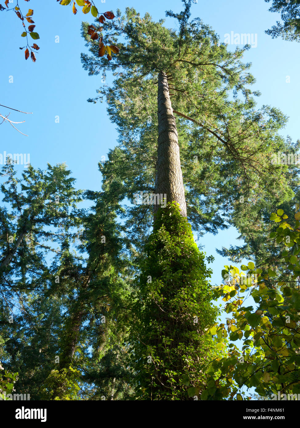 Tall pine trees hi-res stock photography and images - Alamy
