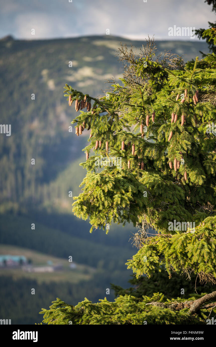 Krkonose National Park, Giant Mountains National Park, Eastern Bohemia ...