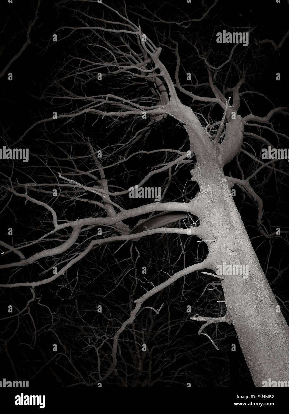 Torch The Tree High Resolution Stock Photography and Images - Alamy