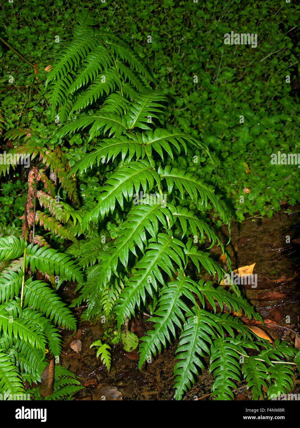 Portrait of European chain fern fronds, Woodwardia radicans, in an wet ...