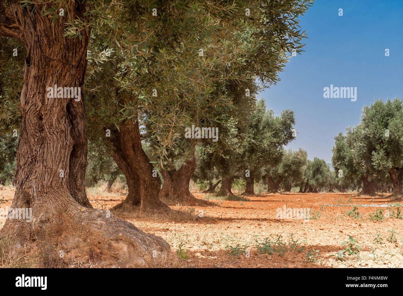 Olive trees spain hi-res stock photography and images - Alamy