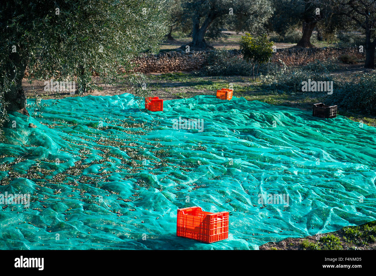 Olive harvest spain crates hi-res stock photography and images - Alamy