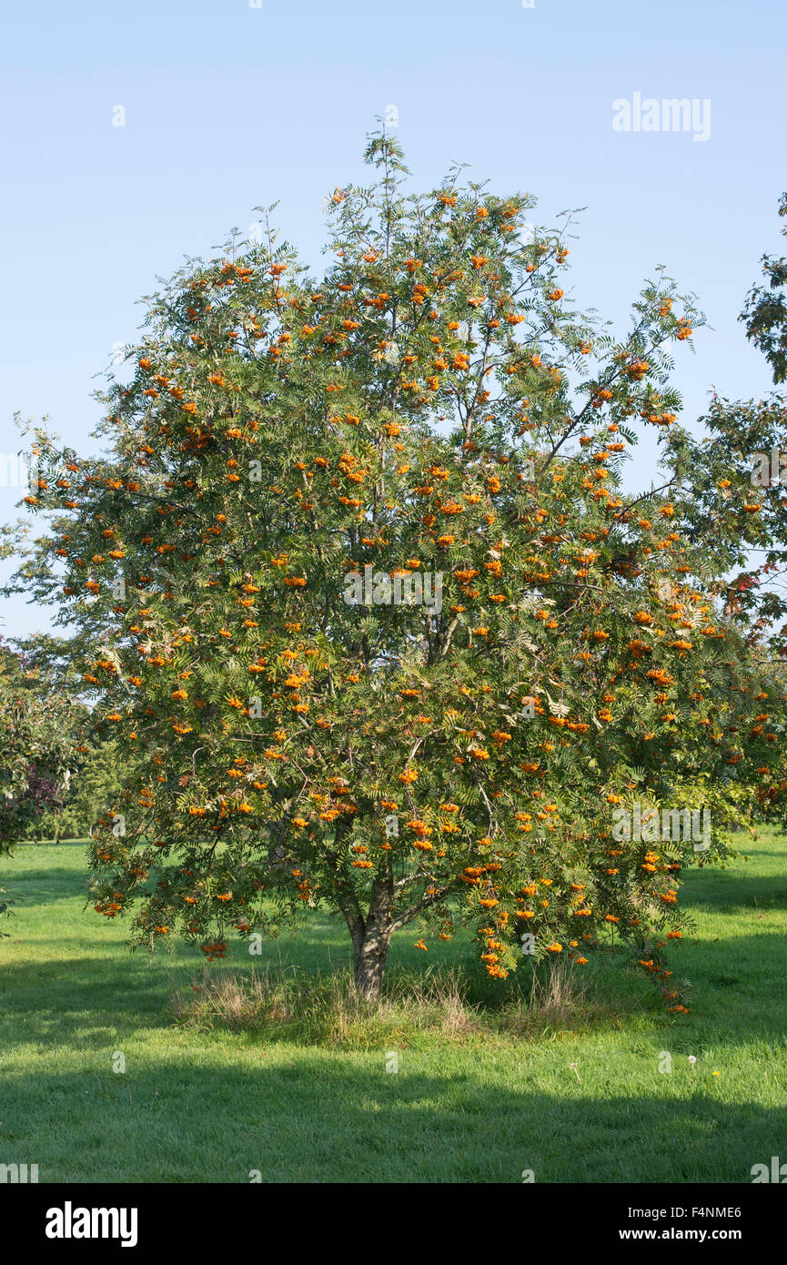 Sorbus birgitta. Rowan tree with berries in autumn. UK Stock Photo - Alamy