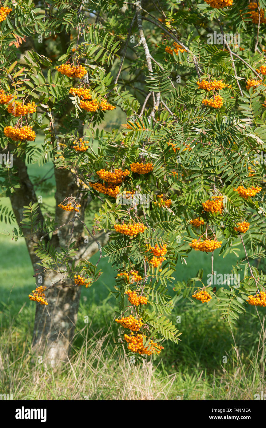 Rowan tree garden hi-res stock photography and images - Alamy