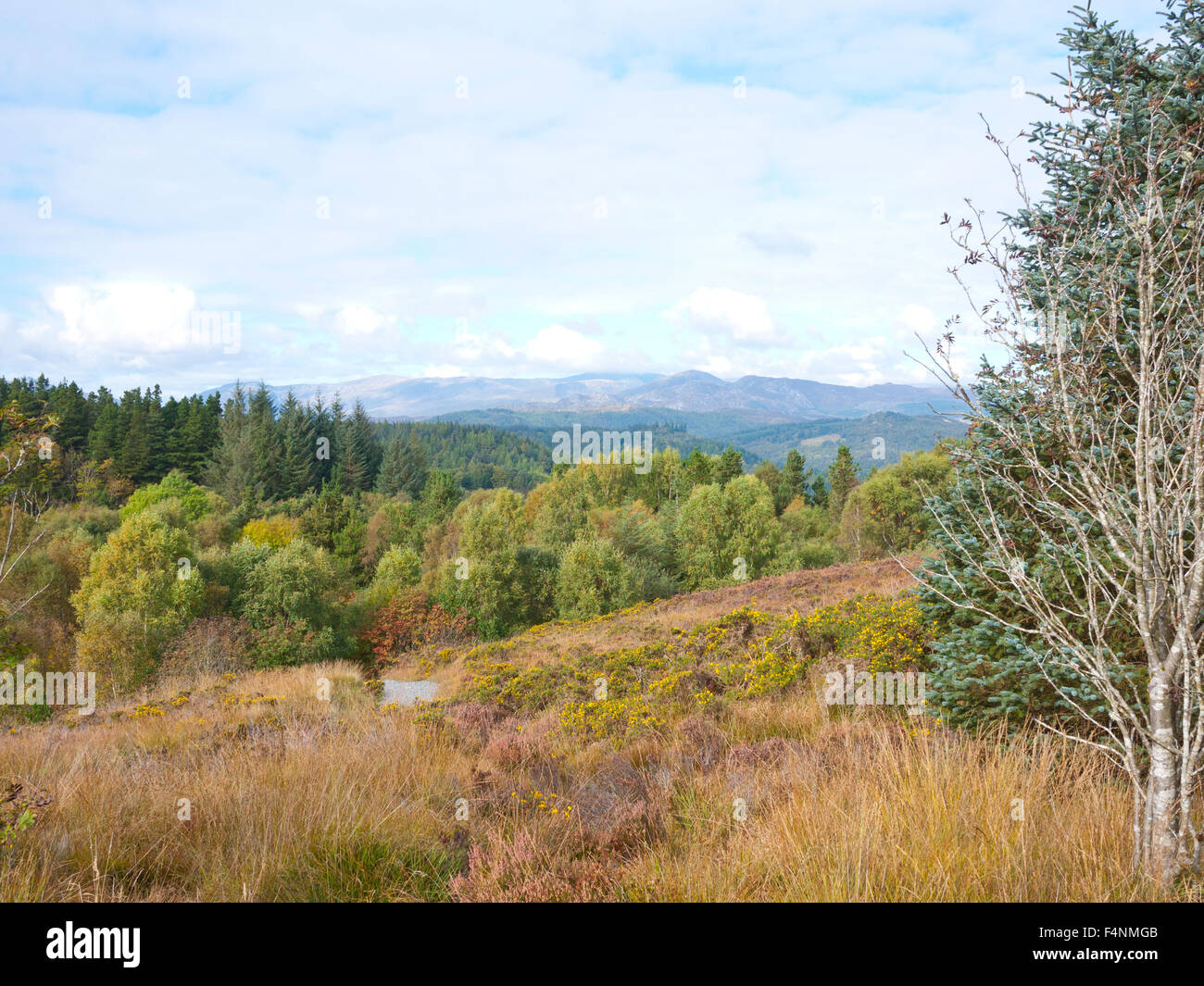Snowdonia national park woodland hi-res stock photography and images ...