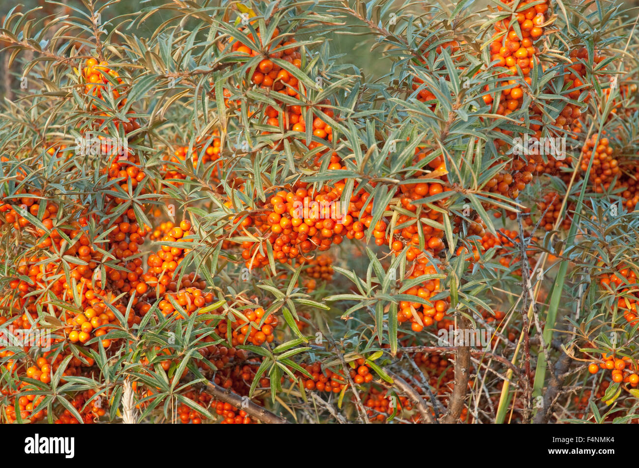 Sea Buckthorn at Gullane Bay Stock Photo - Alamy