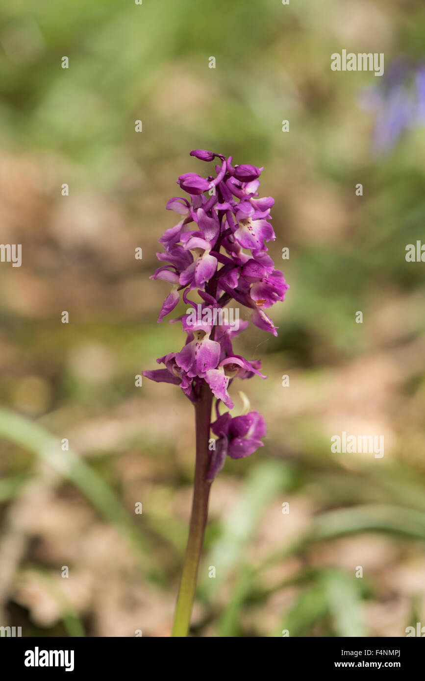 Oorchis hi-res stock photography and images - Alamy