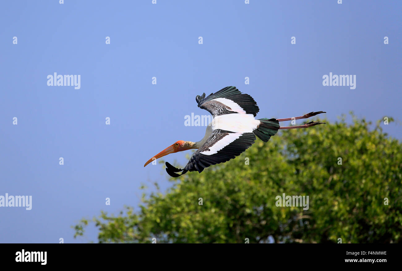 Flying painted stork hi-res stock photography and images - Alamy
