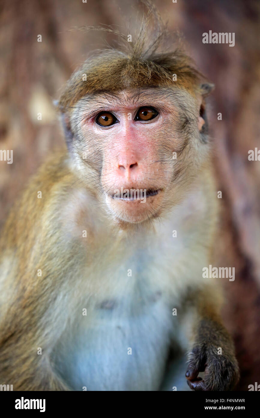 Monkey looking sideways hi-res stock photography and images - Alamy