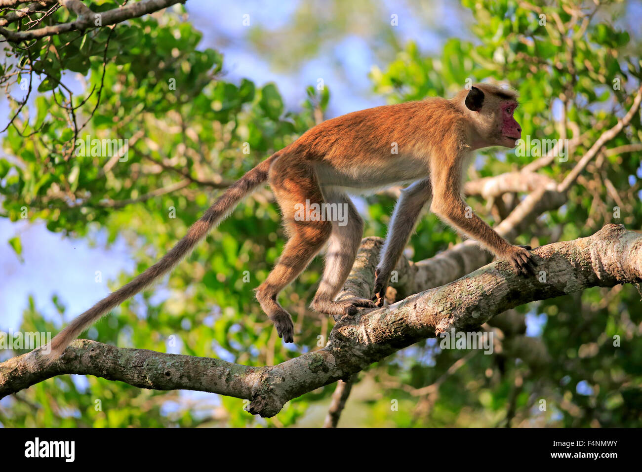 Toque macaque (Macaca sinica), adult, climbing a tree, Yala National ...