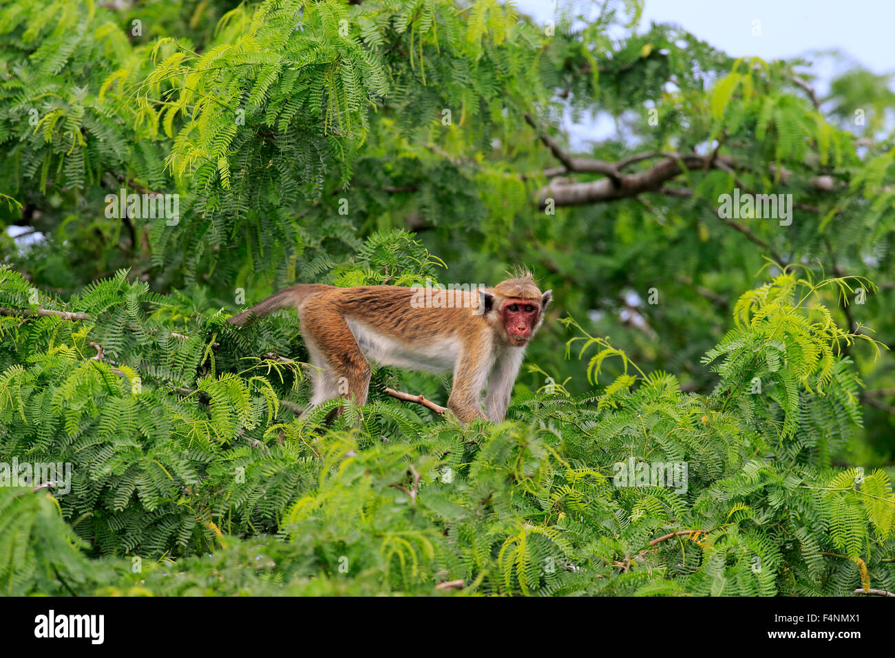 Toque macaque (Macaca sinica), adult, climbing a tree, Yala National ...