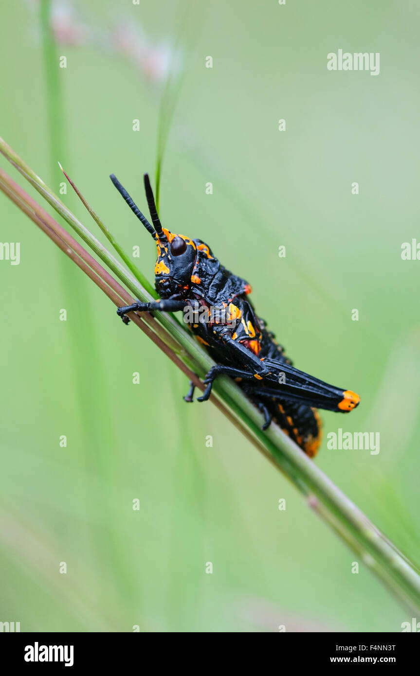 Black and orange coloured grasshopper nymph, Kamberg Nature Reserve ...