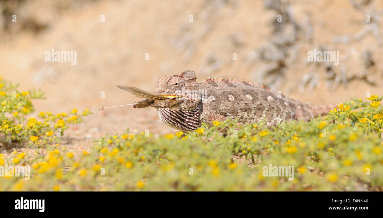 Namaqua chameleon (Chamaeleo namaquensis) swallowing a grasshopper ...
