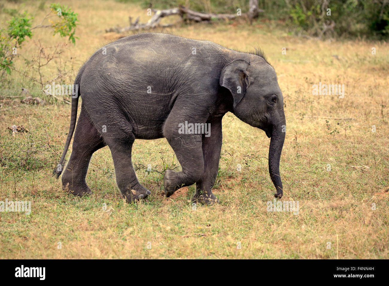 Sri Lankan Elephant (Elephas maximus maximus) calf running, Yala ...