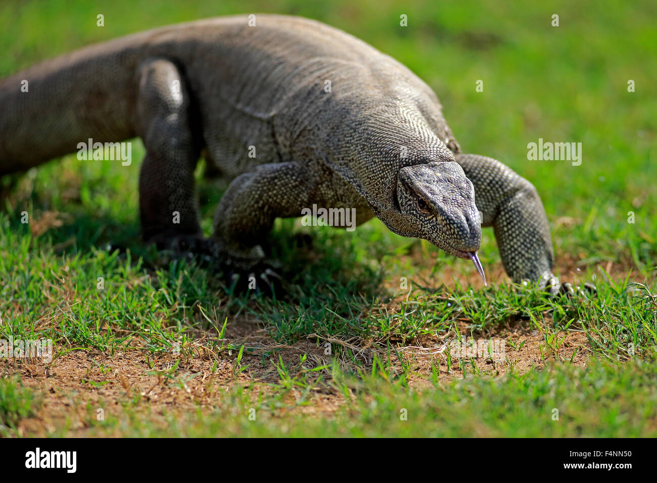 Bengal monitor or common Indian monitor (Varanus bengalensis), adult ...