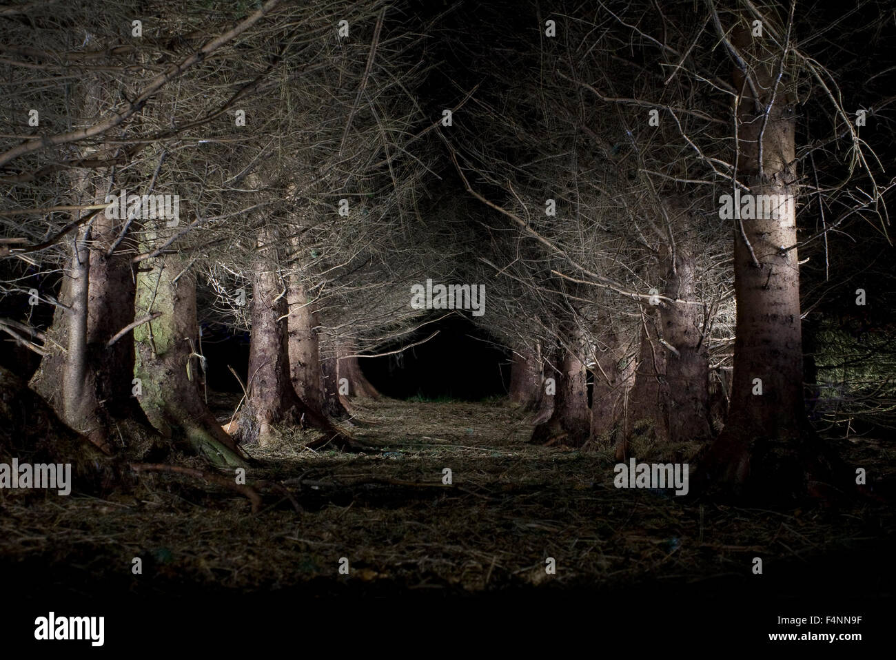 Creepy Trees At Night