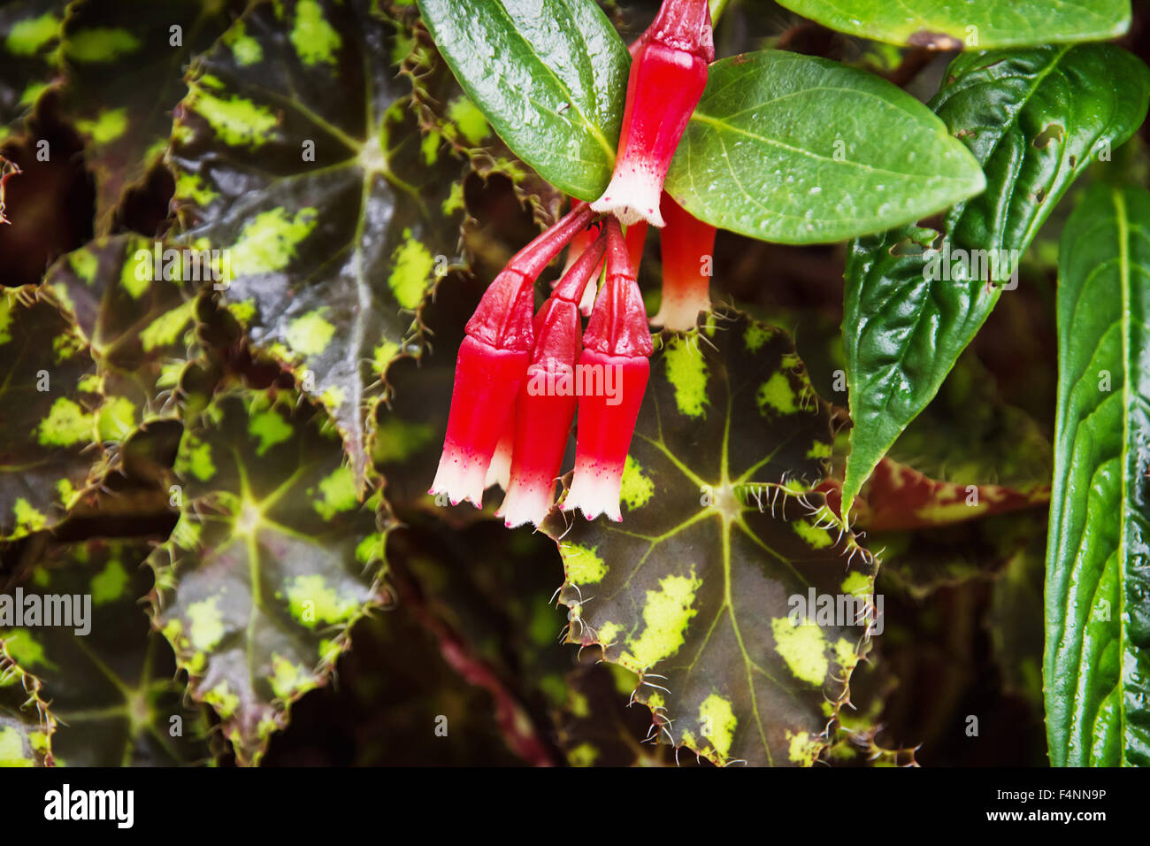 Macleania cordifolia in the tropical garden. Natural theme Stock Photo ...