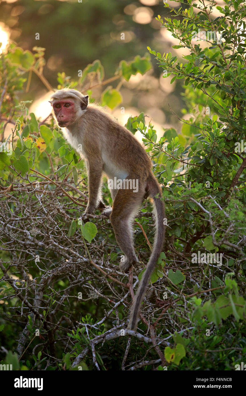 Toque macaque (Macaca sinica), adult, climbing on a tree, foraging ...