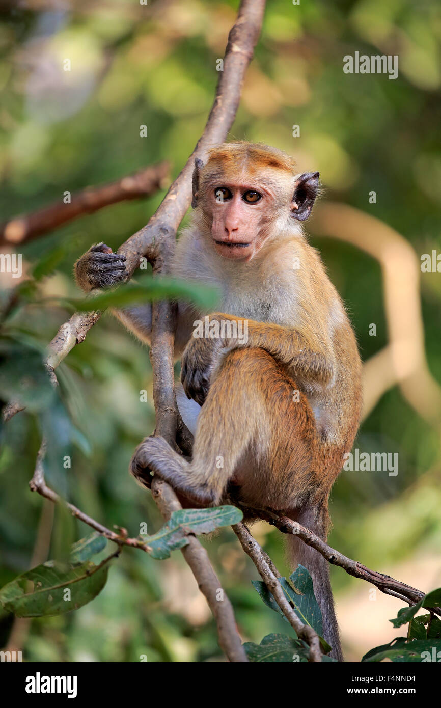 Toque macaque (Macaca sinica), adult, climbing a tree, Yala National ...
