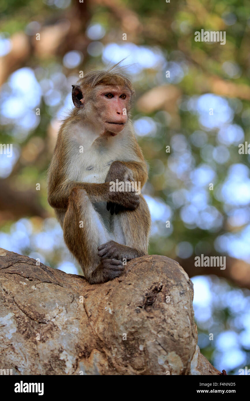 Toque macaque (Macaca sinica), adult on a tree, sitting, Yala National ...